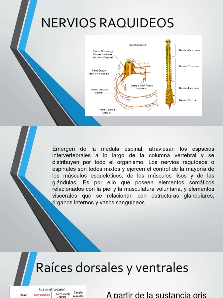 Nervios Raquideos-14 | PDF | Nervio | Anatomía