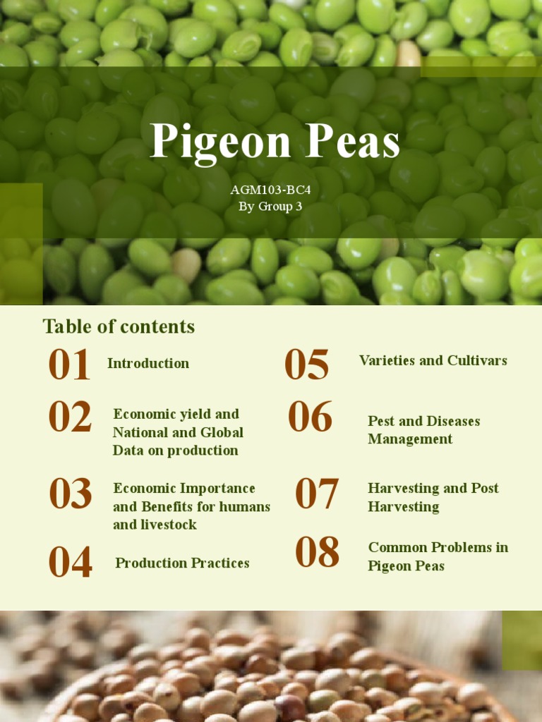 Pigeon Pea | PDF | Legume | Sowing