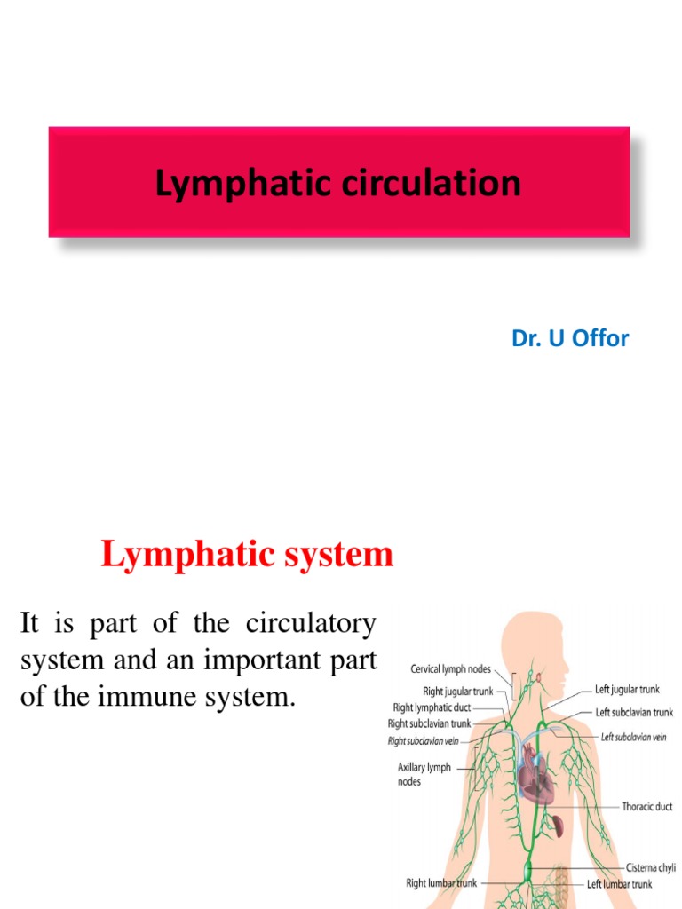 Lymphatic Circulation | PDF | Lymphatic System | Immunology