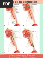 Fases de la Deglución y Masticación | PDF