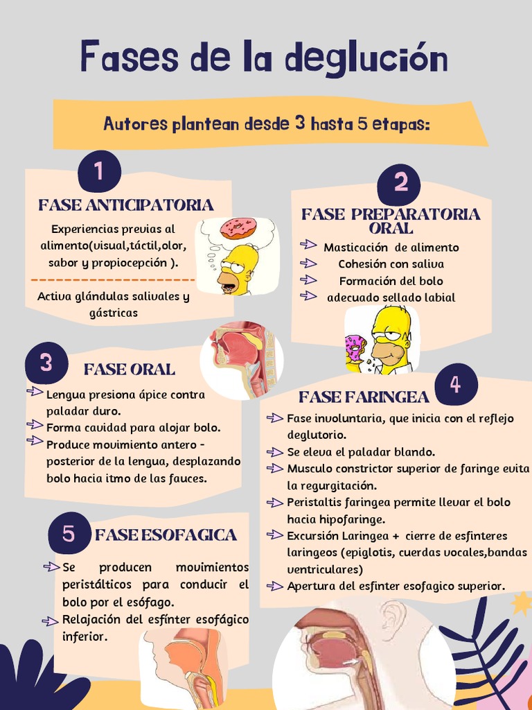 Las cinco etapas clave del proceso de deglución | PDF