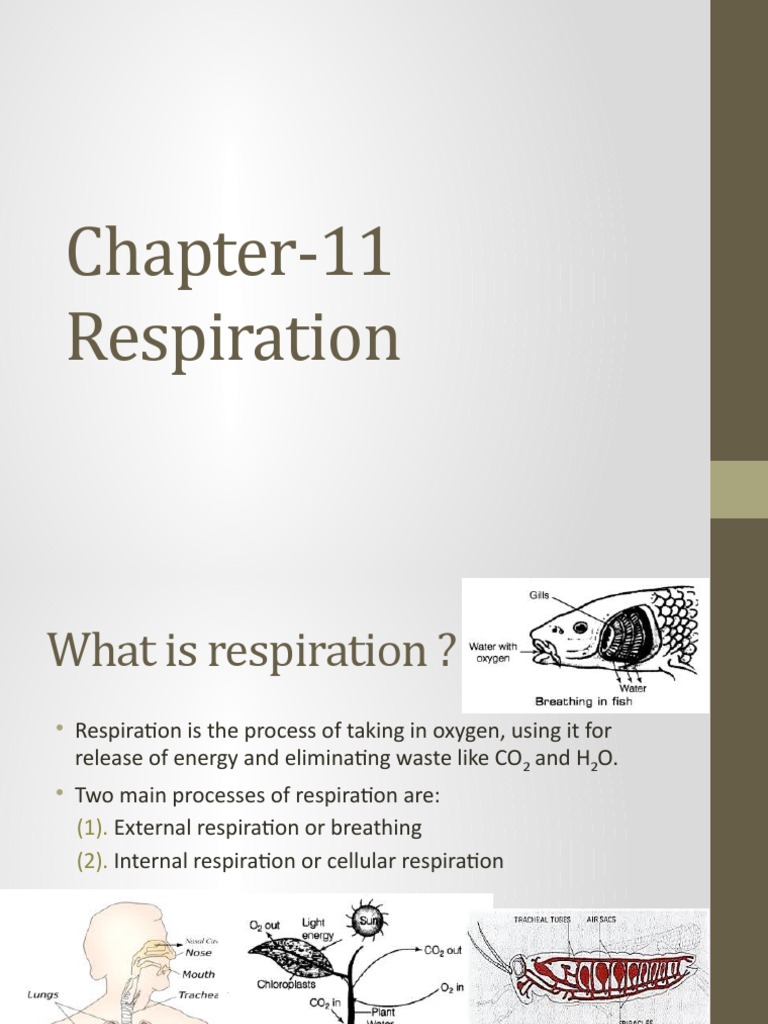 Chapter-10 Respiration, Class-7 | PDF | Cellular Respiration ...