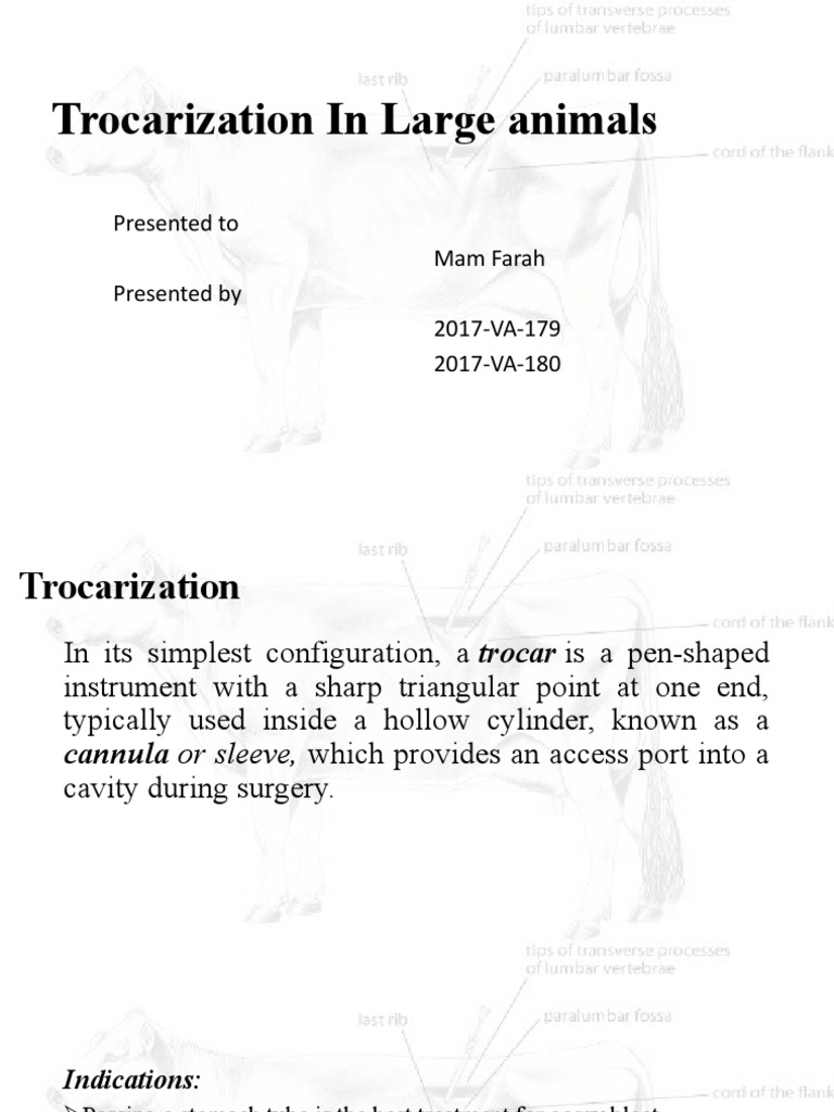 Trocarization in Large Animals | PDF | Surgery | Medicine