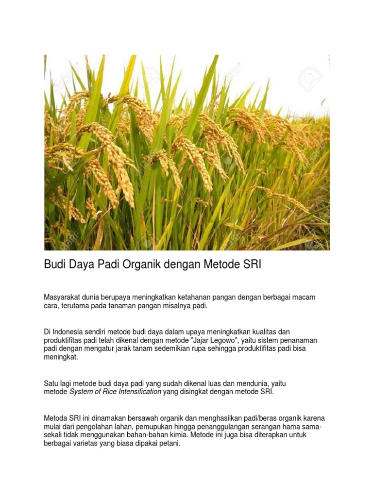 Budi Daya Padi Organik Dengan Metode SRI | PDF | Sains & Matematika ...