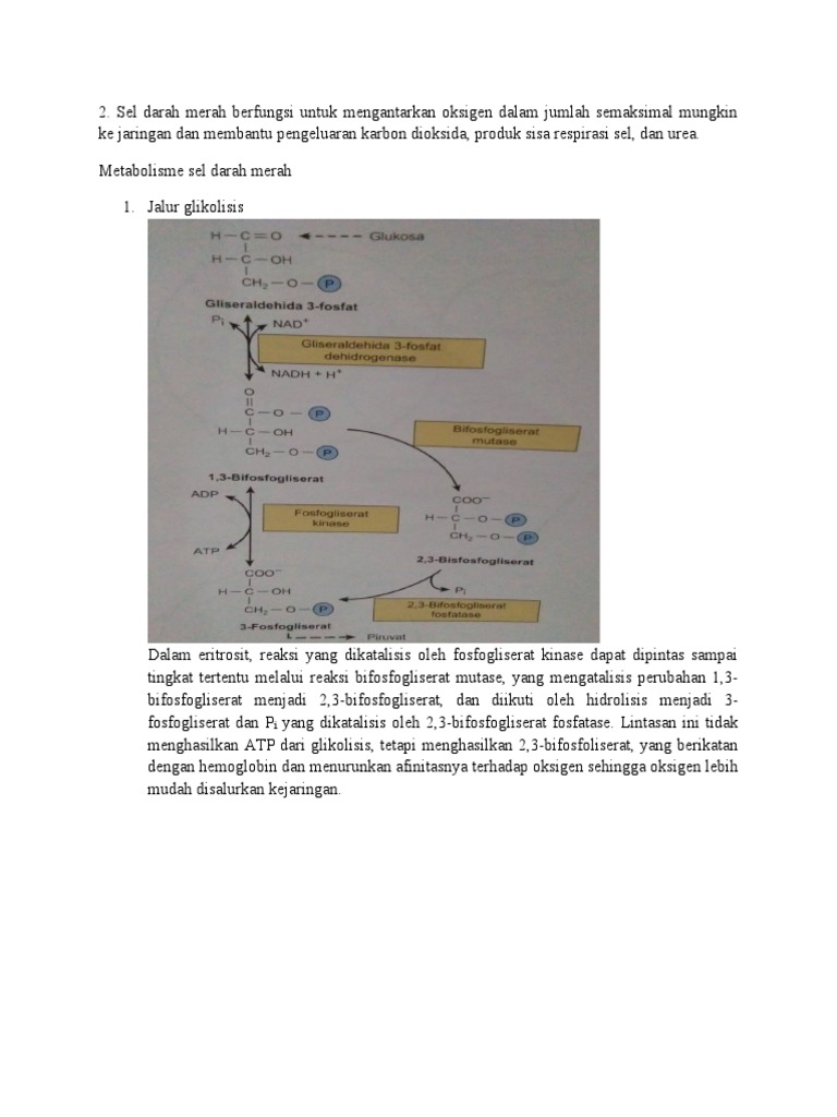 Metabolisme Eritrosit | PDF