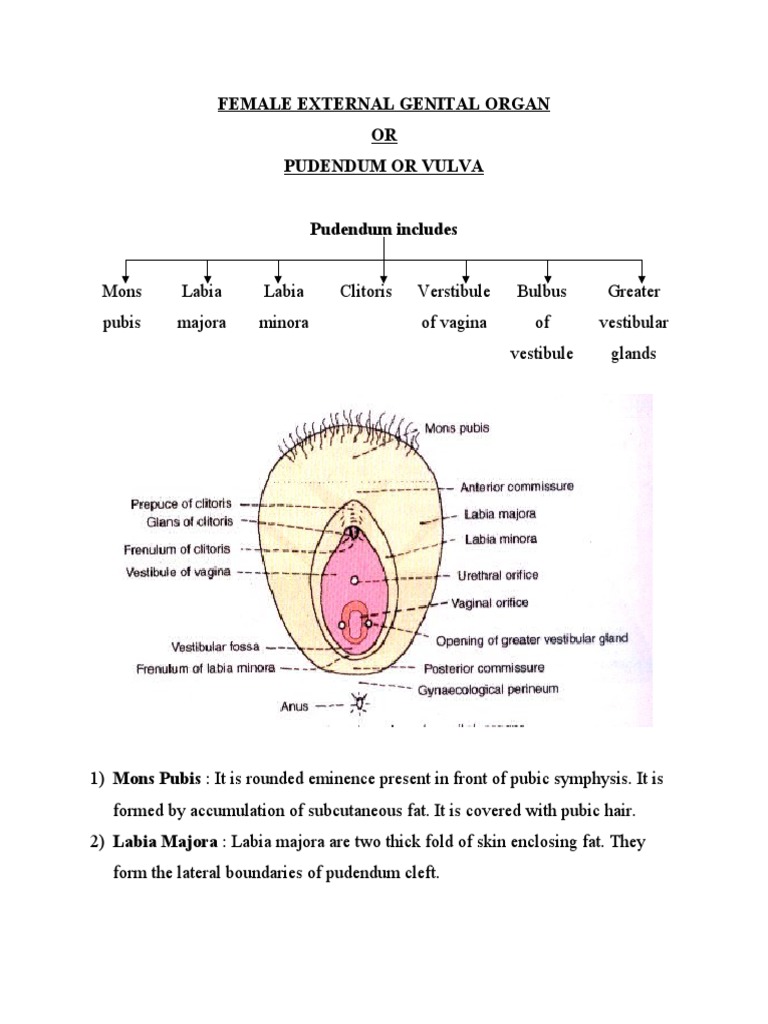 Female External Genital Organ | PDF | Labia | Clitoris