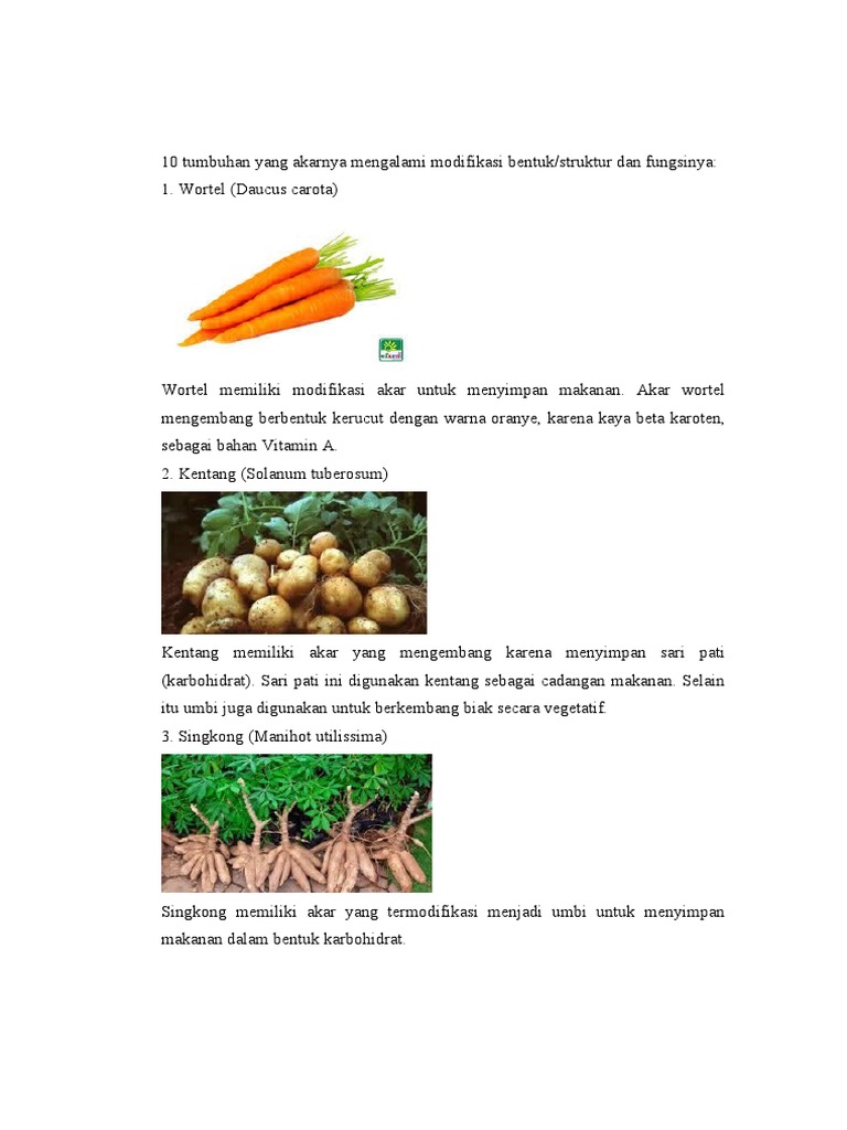 Modifikasi Akar pada 10 Tumbuhan | PDF | Griya & Taman | Teknologi ...