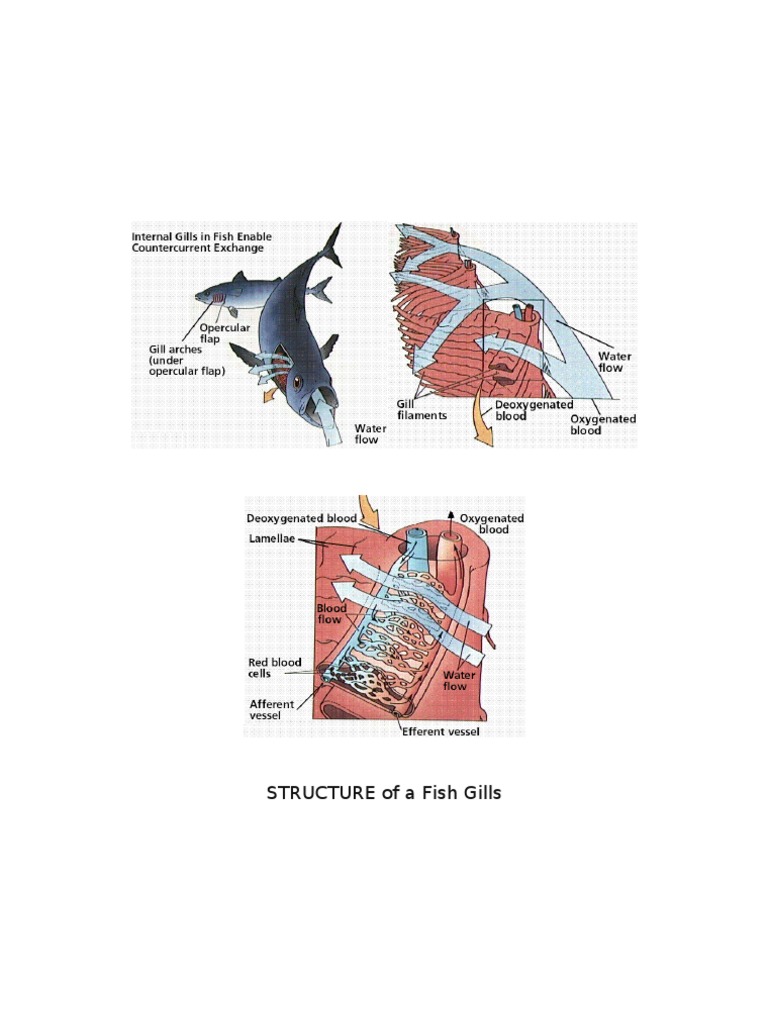STRUCTURE of A Fish Gills | PDF | Social Science | Science & Mathematics