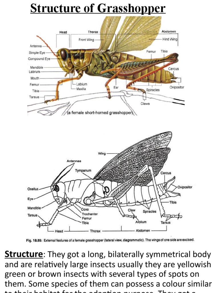 Structure of Grasshopper | PDF | Insects | Anatomy