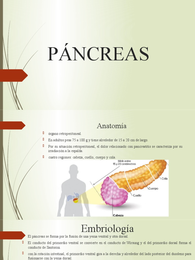 PÁNCREAS | PDF | Páncreas | Órgano (anatomía)
