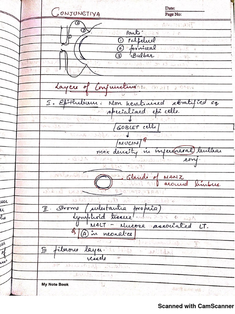 Eye Marrow 2 | PDF