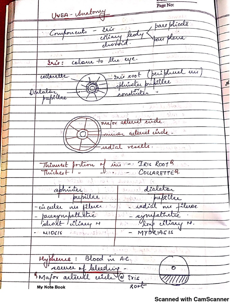 Eye Marrow 3 | PDF
