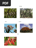 Plantas de La Costa Peruana | PDF