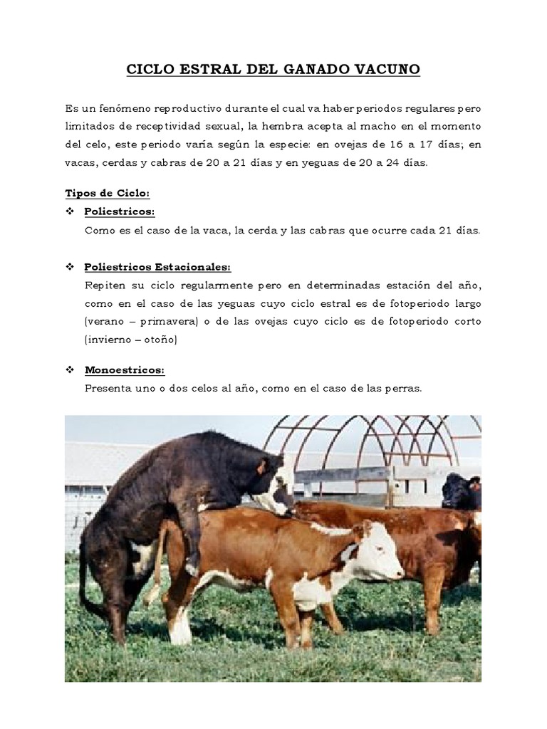 Ciclo Estral Del Ganado Vacuno | PDF