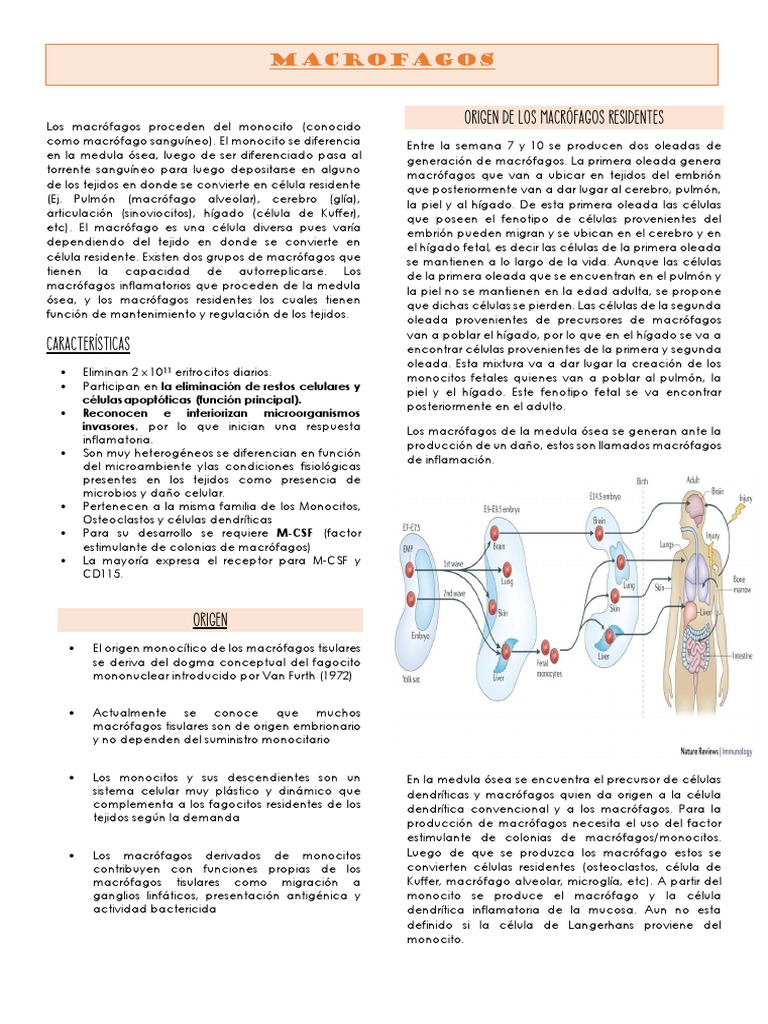 MACROFAGOS | PDF | Macrófago | Inflamación