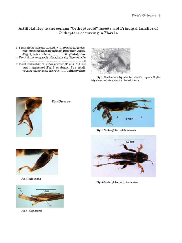 Florida Orthoptera Families Guide | PDF | Insects | Hexapoda