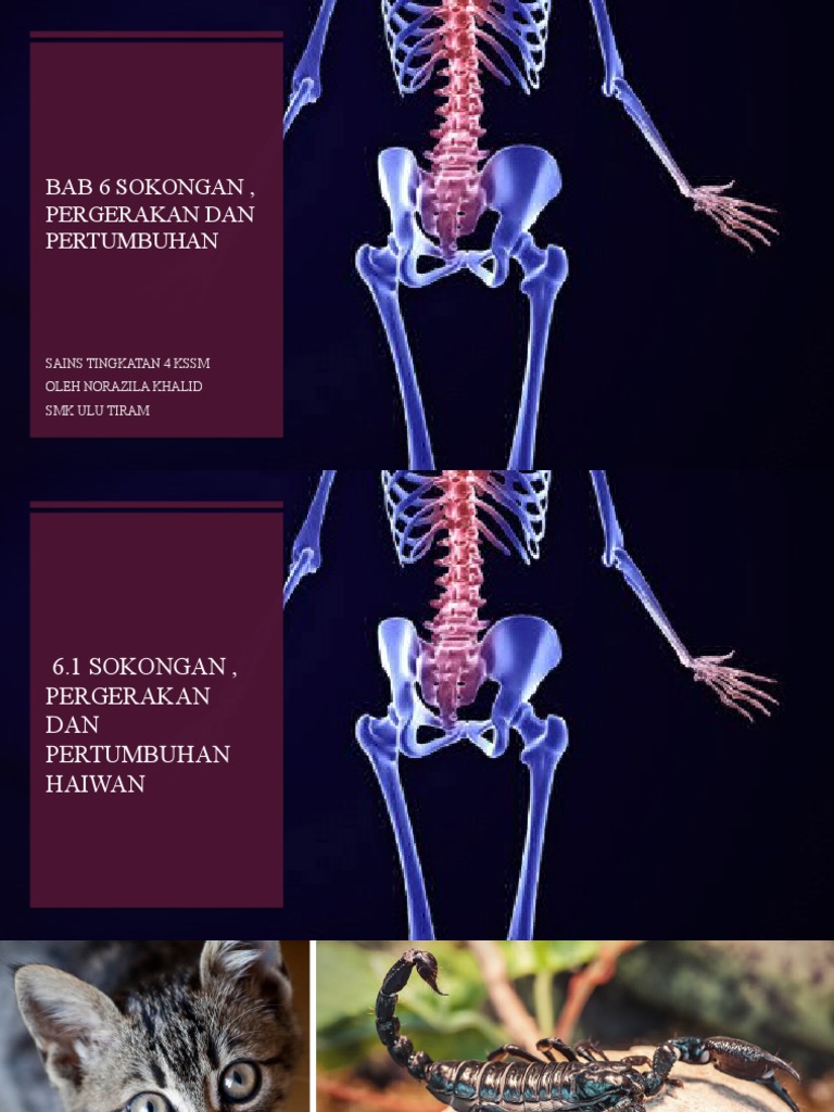 f4 Bab 6 Sokongan, Pergerakan Dan Pertumbuhan Zila Khalid ) | PDF