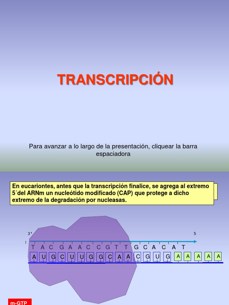 Transcripción (Síntesis de ARN) | PDF