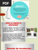 Tetano Triptico | PDF | Salud pública | Microbiología