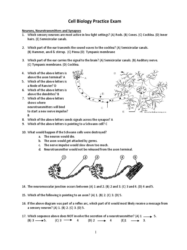 Cell Biology Practice Exam Questions | PDF | Organelle | Cell (Biology)
