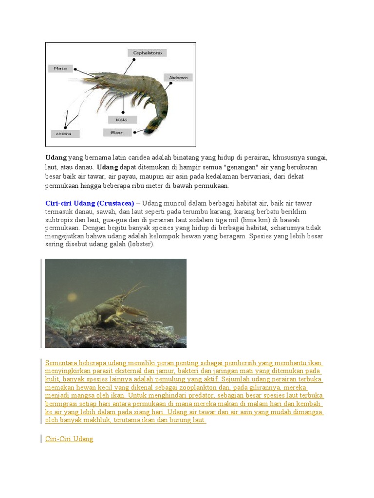 Habitat dan Karakteristik Udang | PDF