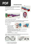 Tróclea - Qué Es, Significado, Ubicación, Función y Lesiones | PDF ...