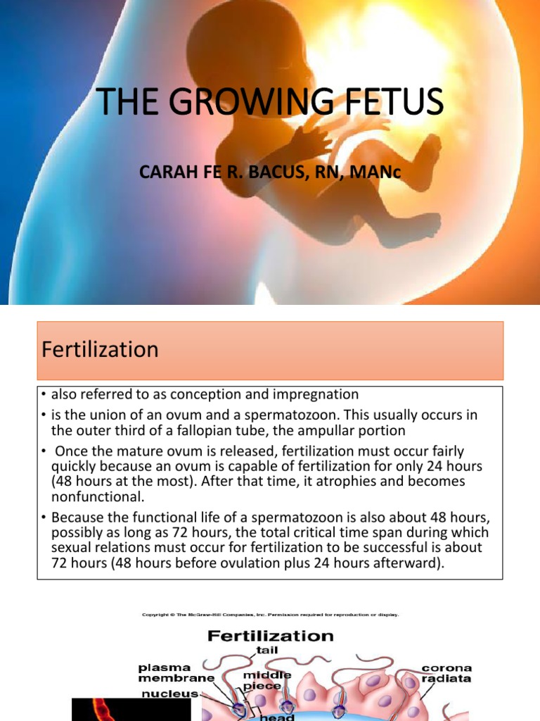 The Growing Fetus | PDF | Implantation (Human Embryo) | Placenta