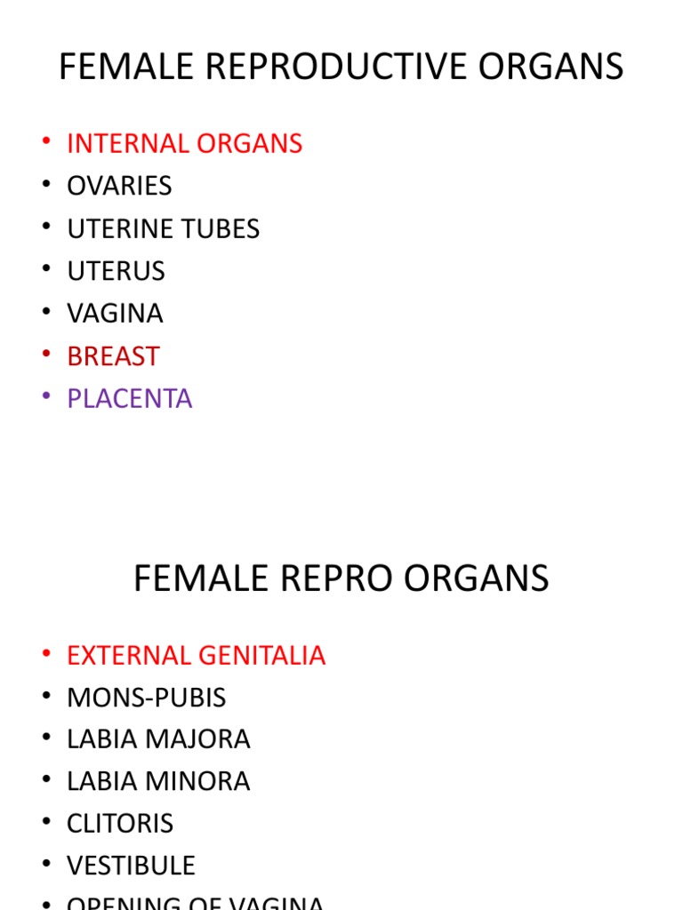 Female Reproductive Organs | PDF | Ovary | Menstrual Cycle