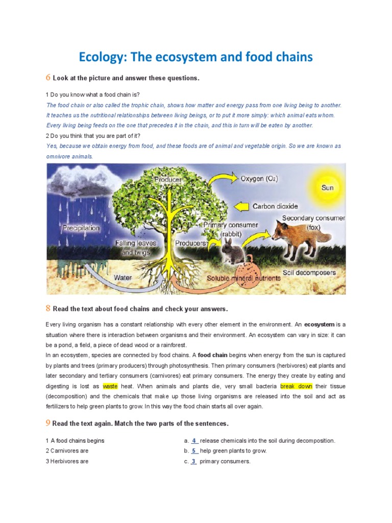 Ecology: The Ecosystem and Food Chains: Look at The Picture and Answer ...