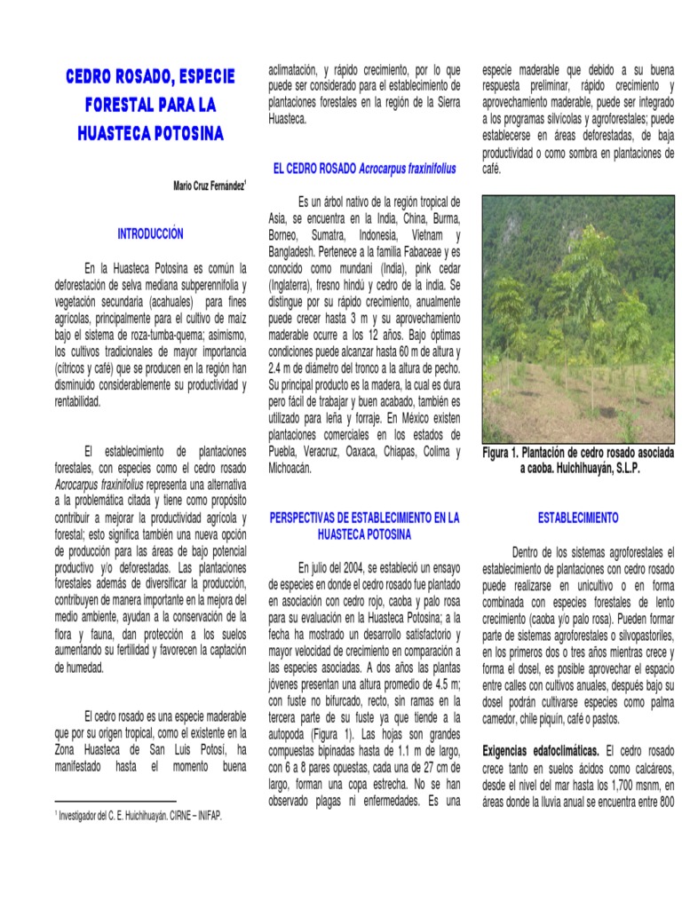 EL CEDRO ROSADO Acrocarpus Fraxinifolius: Mario Cruz Fernández | PDF ...