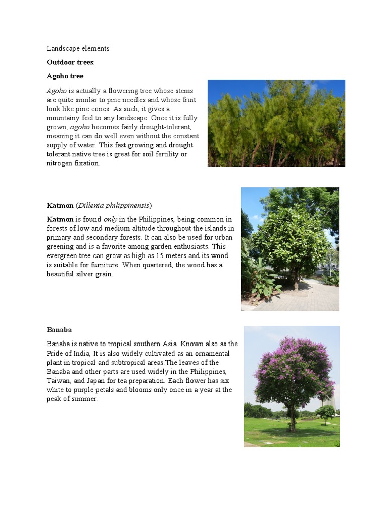 Agoho Is Actually A Flowering Tree Whose Stems | PDF | Sewage Treatment ...