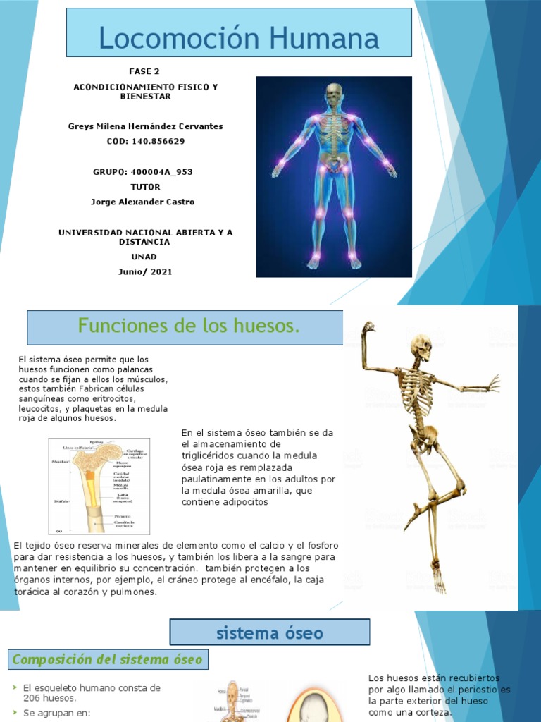 Fase 2-Locomoción humana- Greys Hernandez | PDF | Sistema nervioso ...