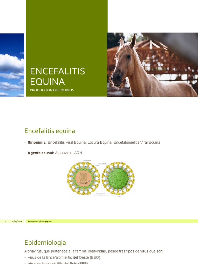 Encefalitis Equina: Causas y Tratamiento | PDF | Virus | Cerebro