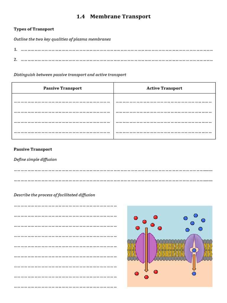 Bio Topic 1.4 Worksheet | PDF | Cell Biology | Biology