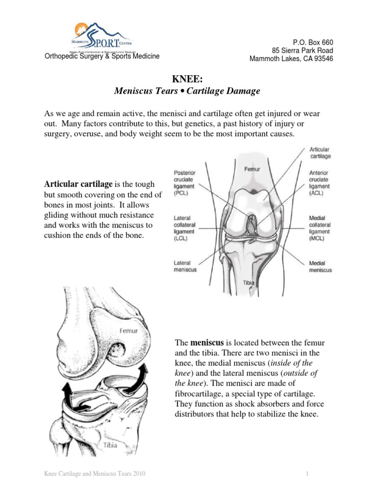 Meniscus Tears - Cartilage Damage: Knee | PDF | Knee | Osteoarthritis