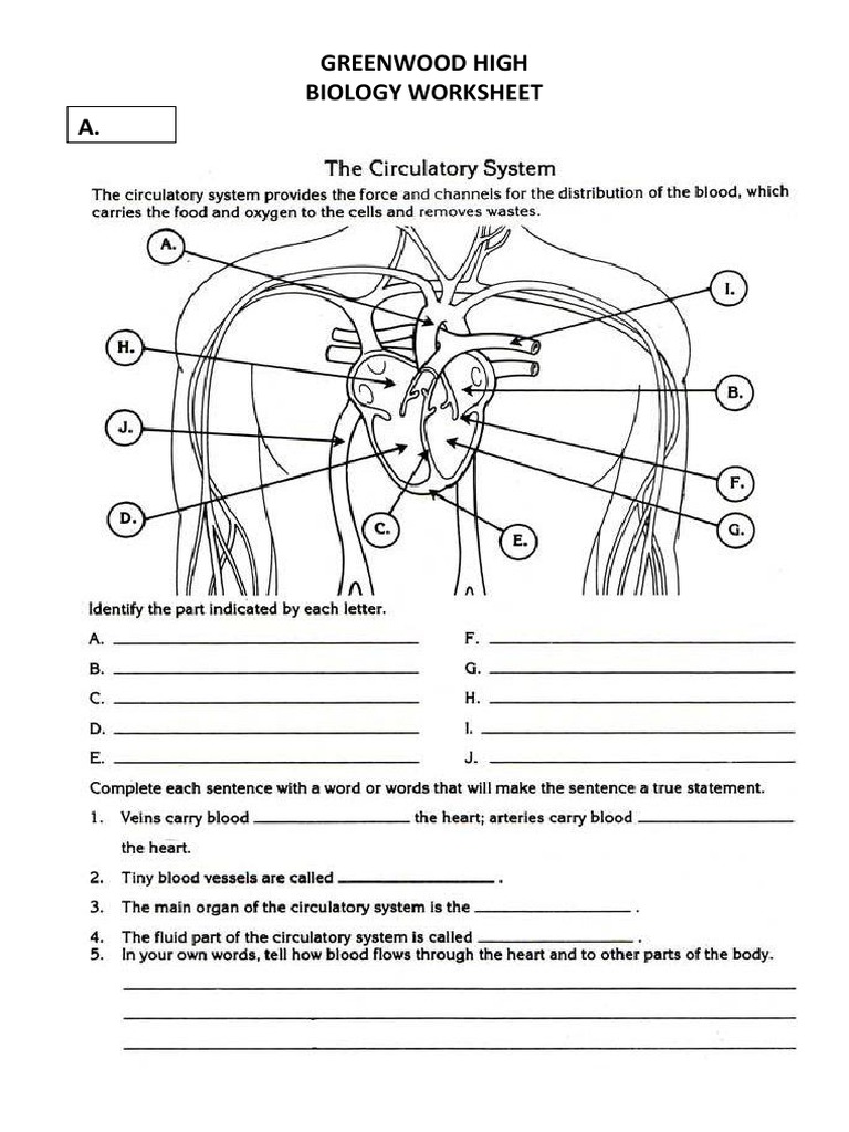 Circulatory System Worksheet Grade 10 Circulatory System