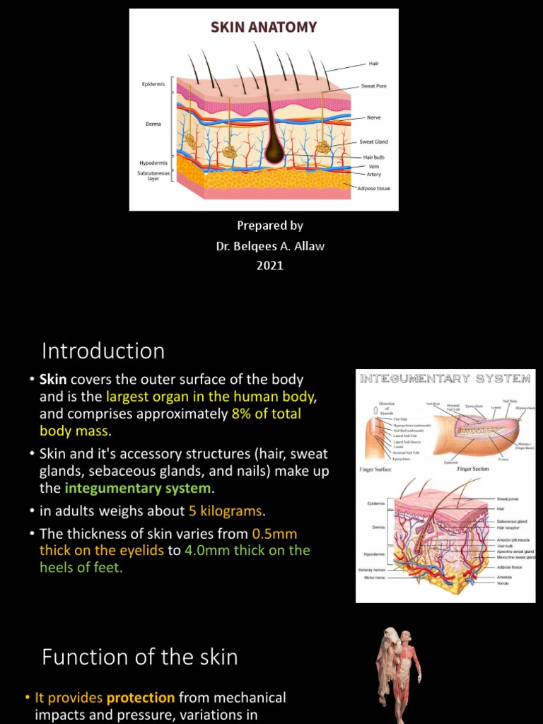 Anatomy of Skin | PDF | Skin | Epidermis