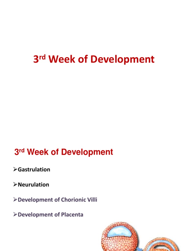 3rd Week Development Download Free Pdf Zoology Anatomy