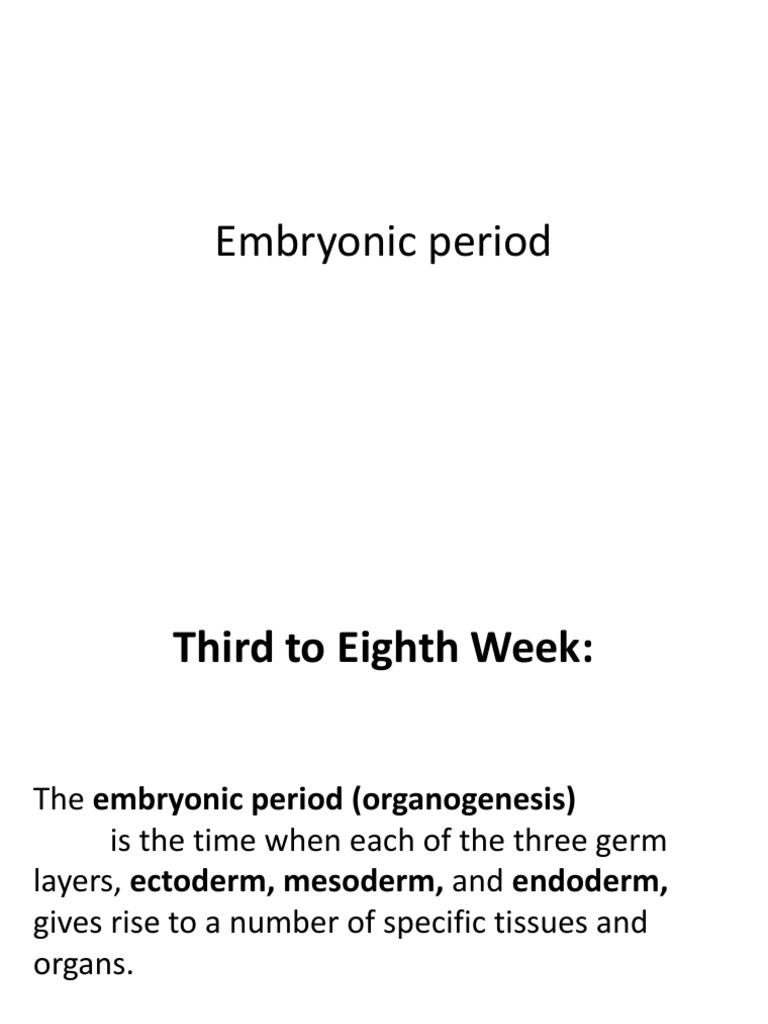 Embryonic Period 4-8week | PDF | Nervous System | Reproduction