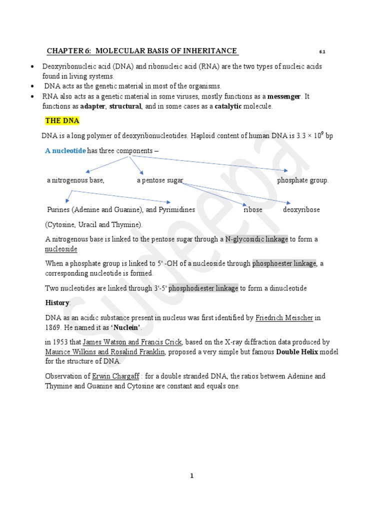 Molecular Basis of Inheritance: DNA and RNA Structure, Packaging and Function | PDF ...
