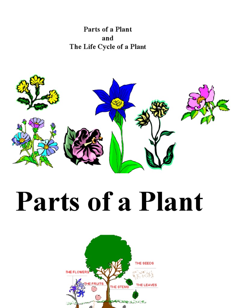 Science - Life Cycle of A Plant | PDF | Seed | Germination