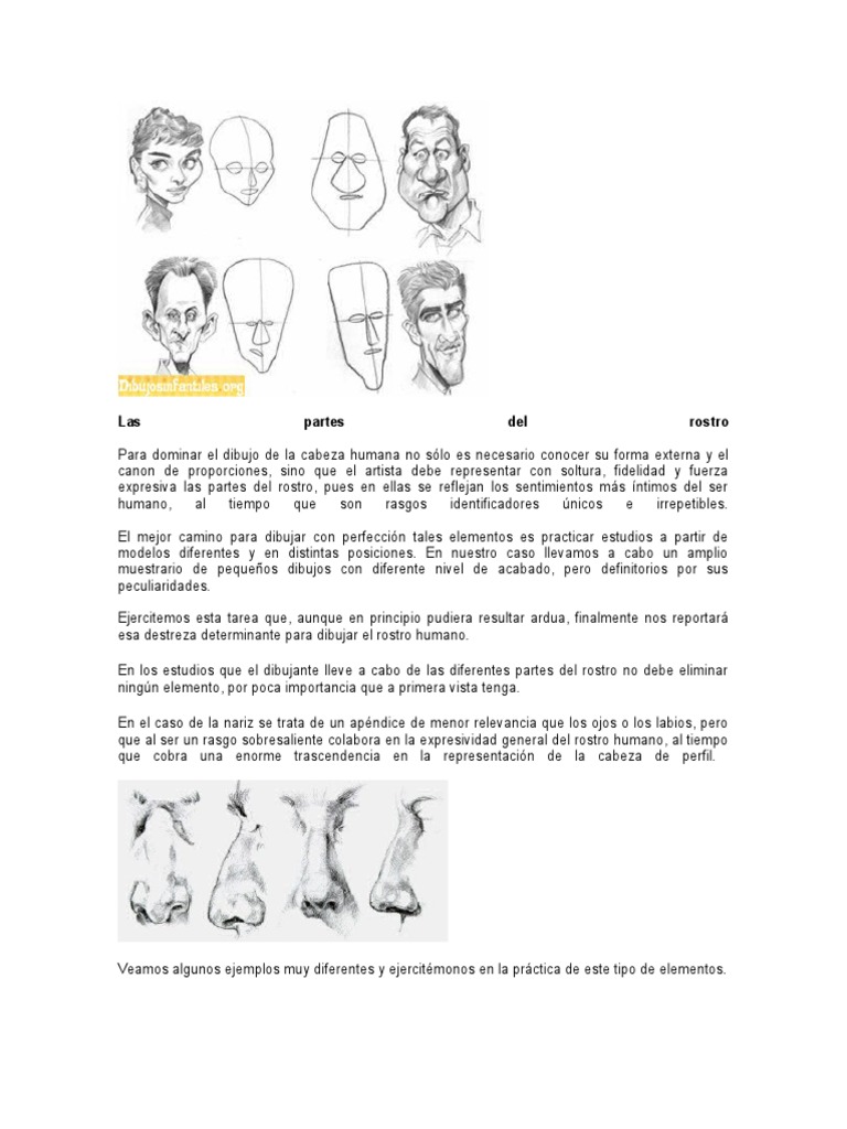 Esquema Del Rostro Humano