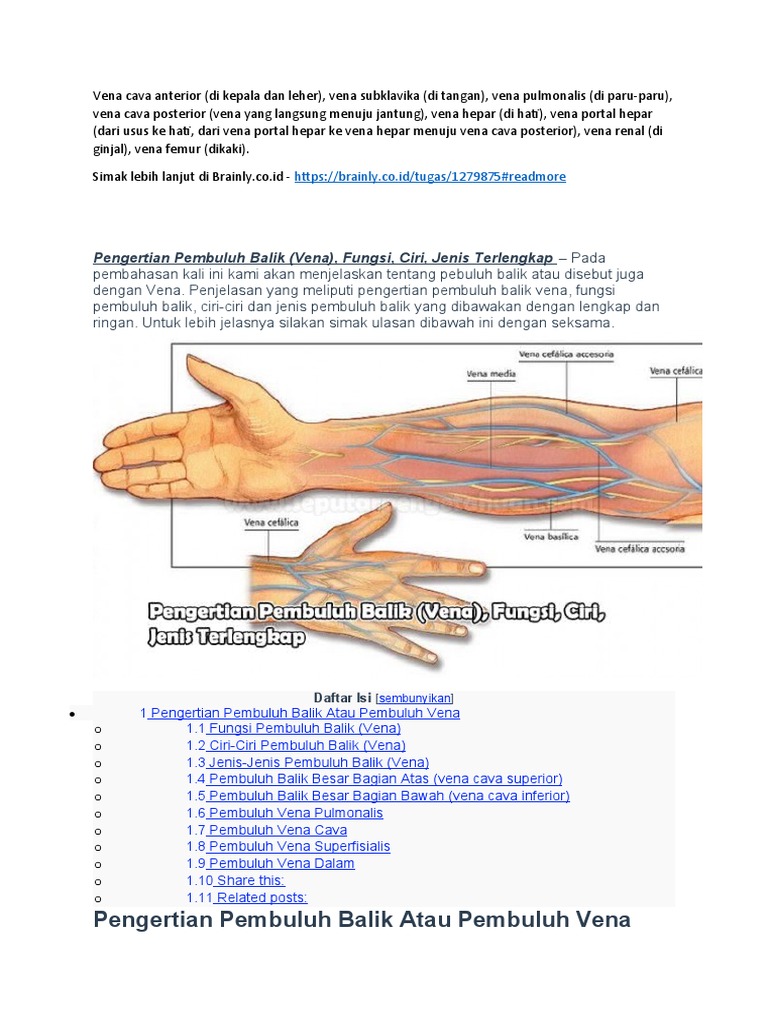 Vena Cava Anterior | PDF