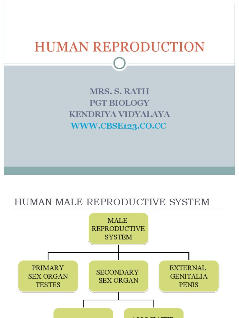 Human Reproduction: Mrs. S. Rath PGT Biology Kendriya Vidyalaya | PDF
