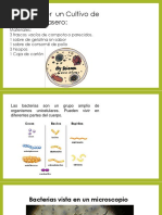 Observación de Células de Corcho al Microscopio | PDF