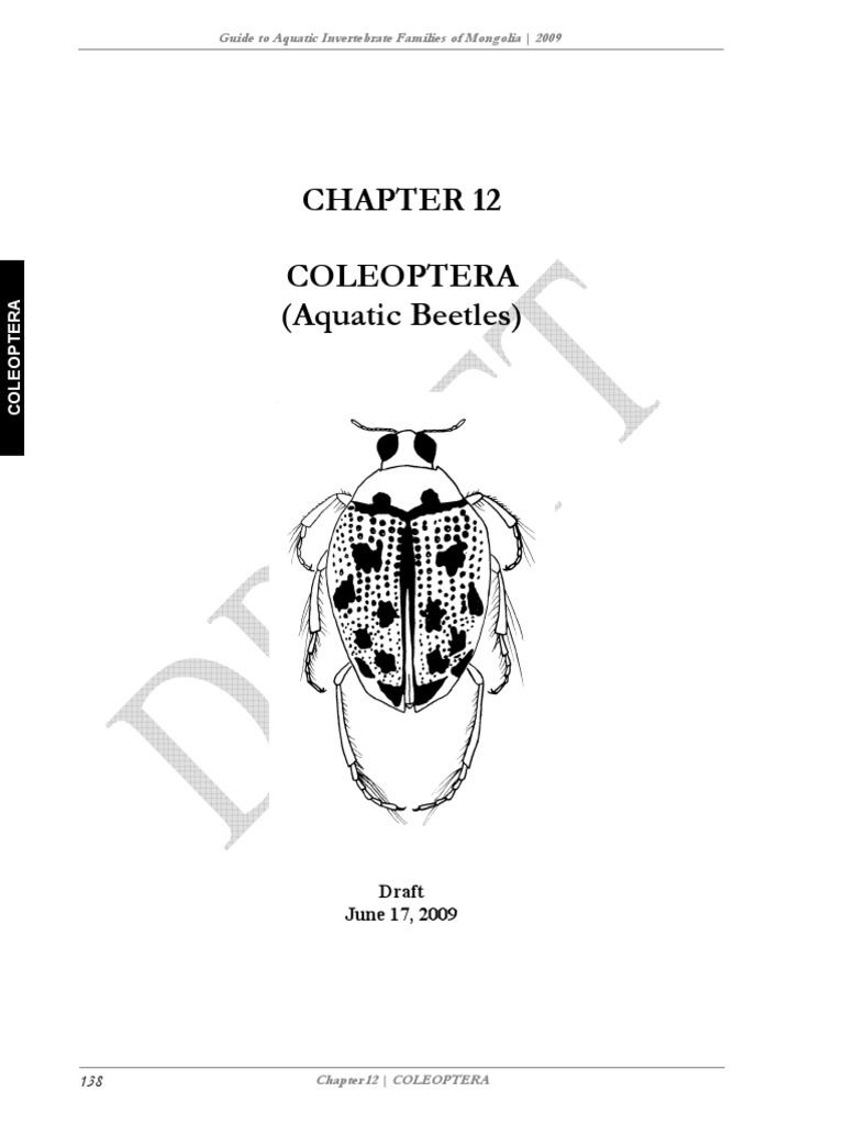Coleoptera (Aquatic Beetles) : Guide To Aquatic Invertebrate Families ...