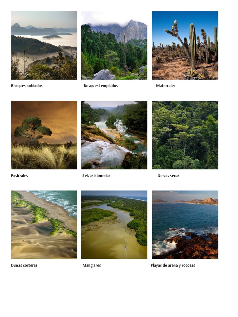 Bosques Nublados Bosques Templados Matorrales | PDF