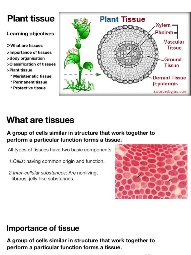 Plant Tissue: Learning Objectives | PDF | Tissue (Biology) | Plant ...