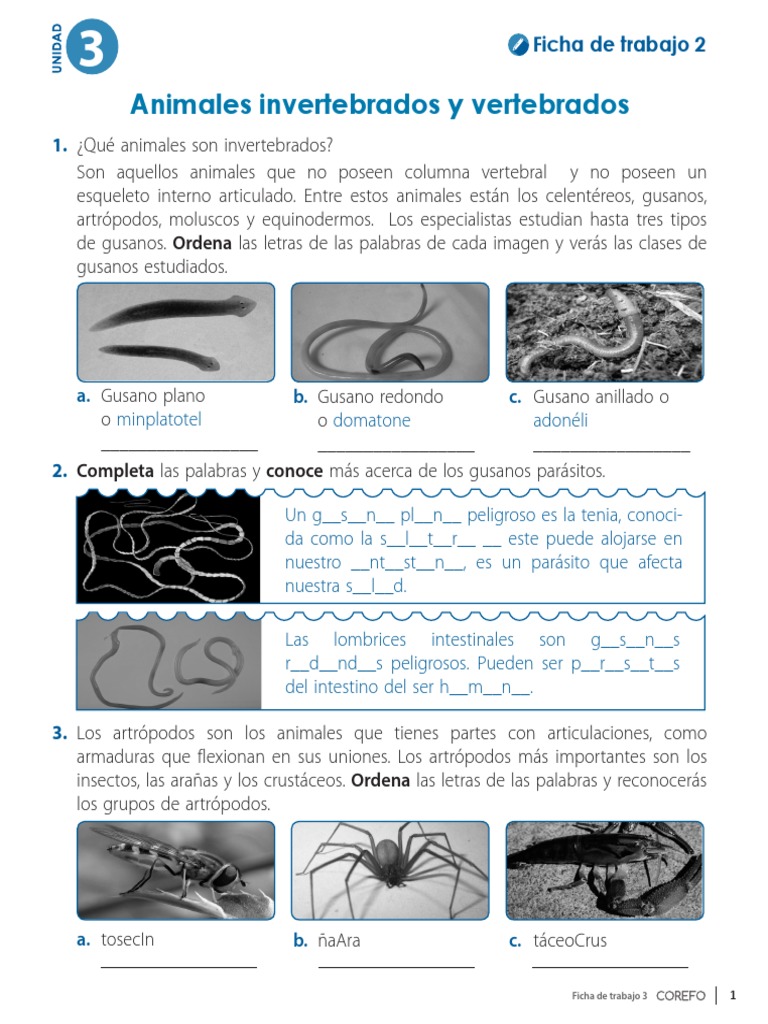 2018 Cyt3p U3 Ficha Adicional Animales Invertebrados y Vertebrados ...