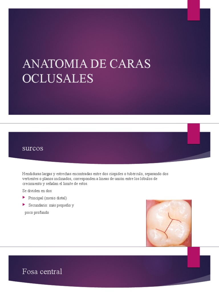 Anatomía de Caras Oclusales Dentales | PDF | Naturaleza